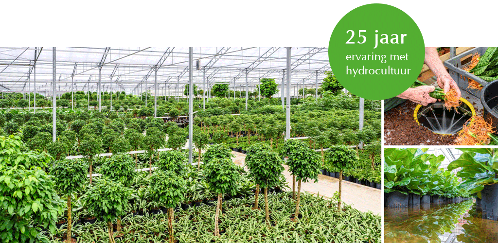Wat is hydrocultuur? | Ten Brinke Interieurbeplanting